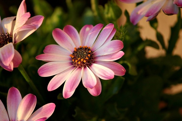 Is African Daisy Poisonous To Dogs / Cats?